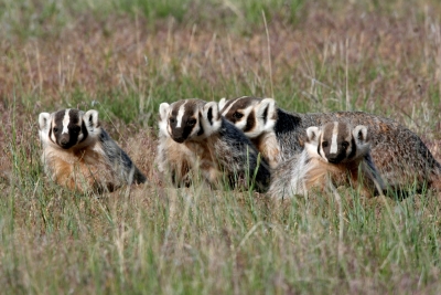 Medium Mammals - Nature & Wildlife Photography
