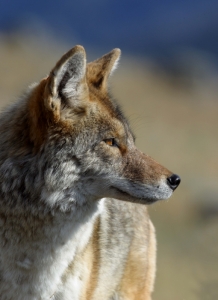 Medium Mammals - Nature & Wildlife Photography