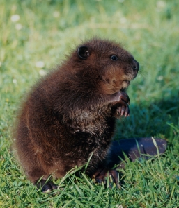 Medium Mammals - Nature & Wildlife Photography