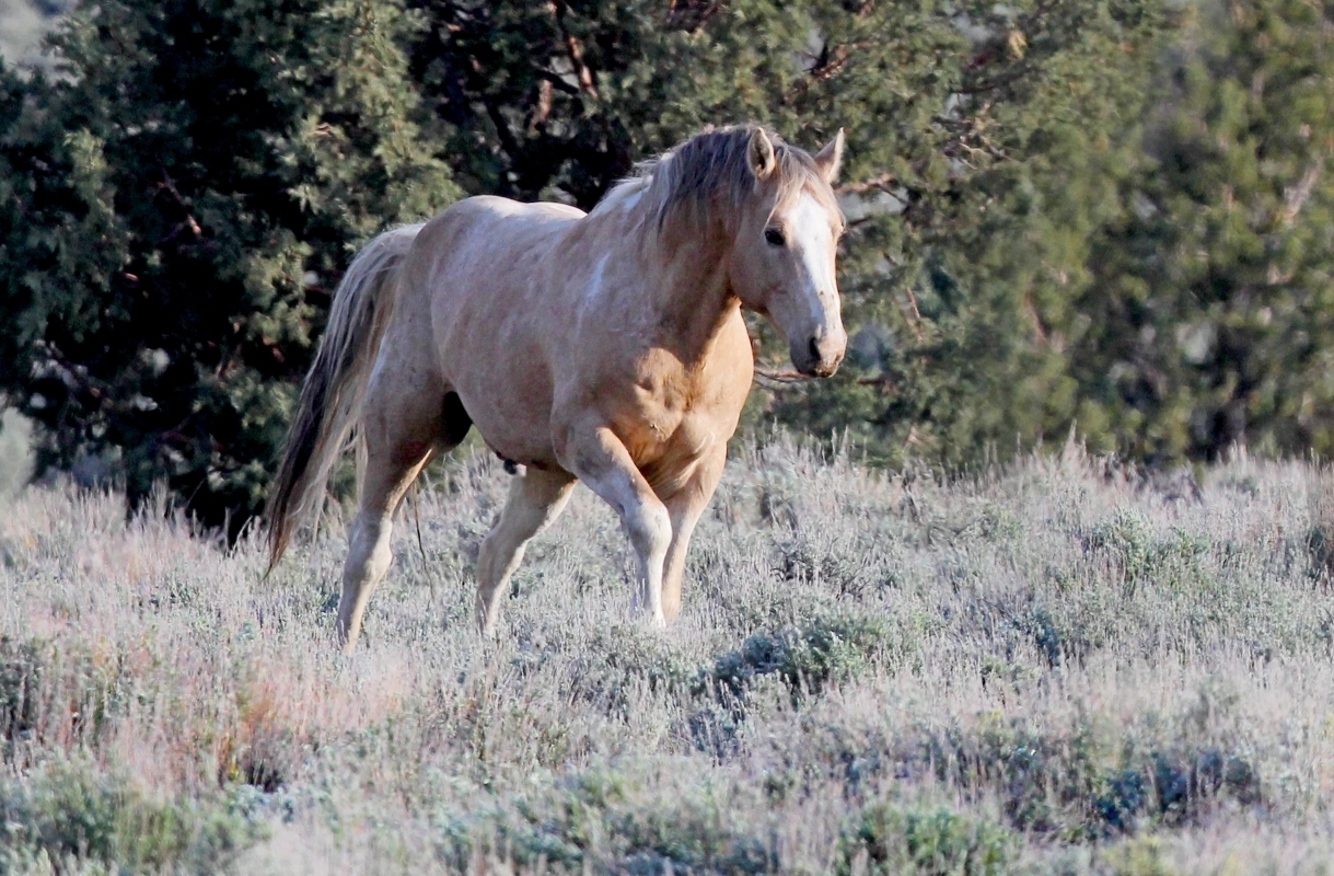 Wild Mustangs of Steens Mountain - Nature & Wildlife Photography