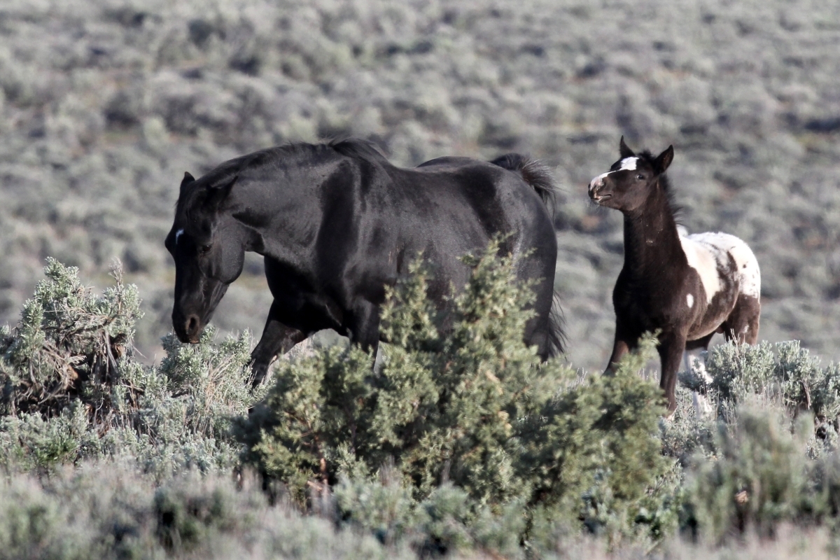 Wild Mustangs of Steens Mountain - Nature & Wildlife Photography