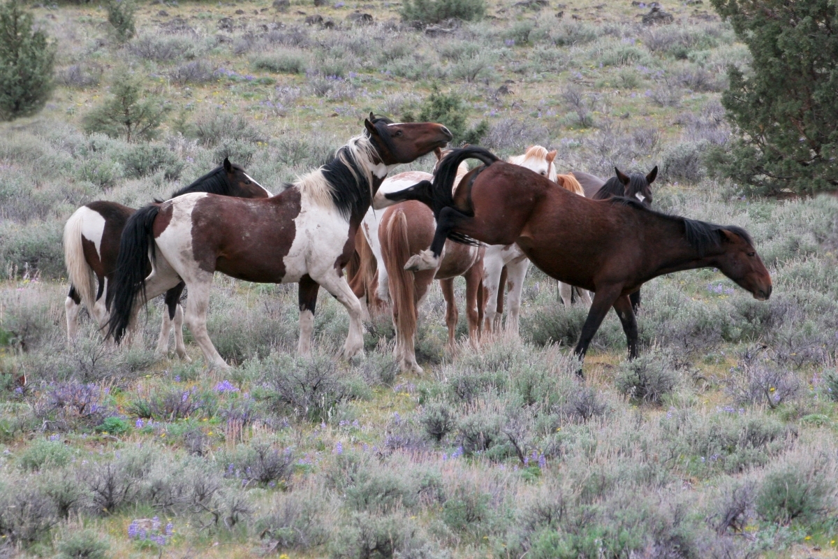 Wild Mustangs of Steens Mountain - Nature & Wildlife Photography